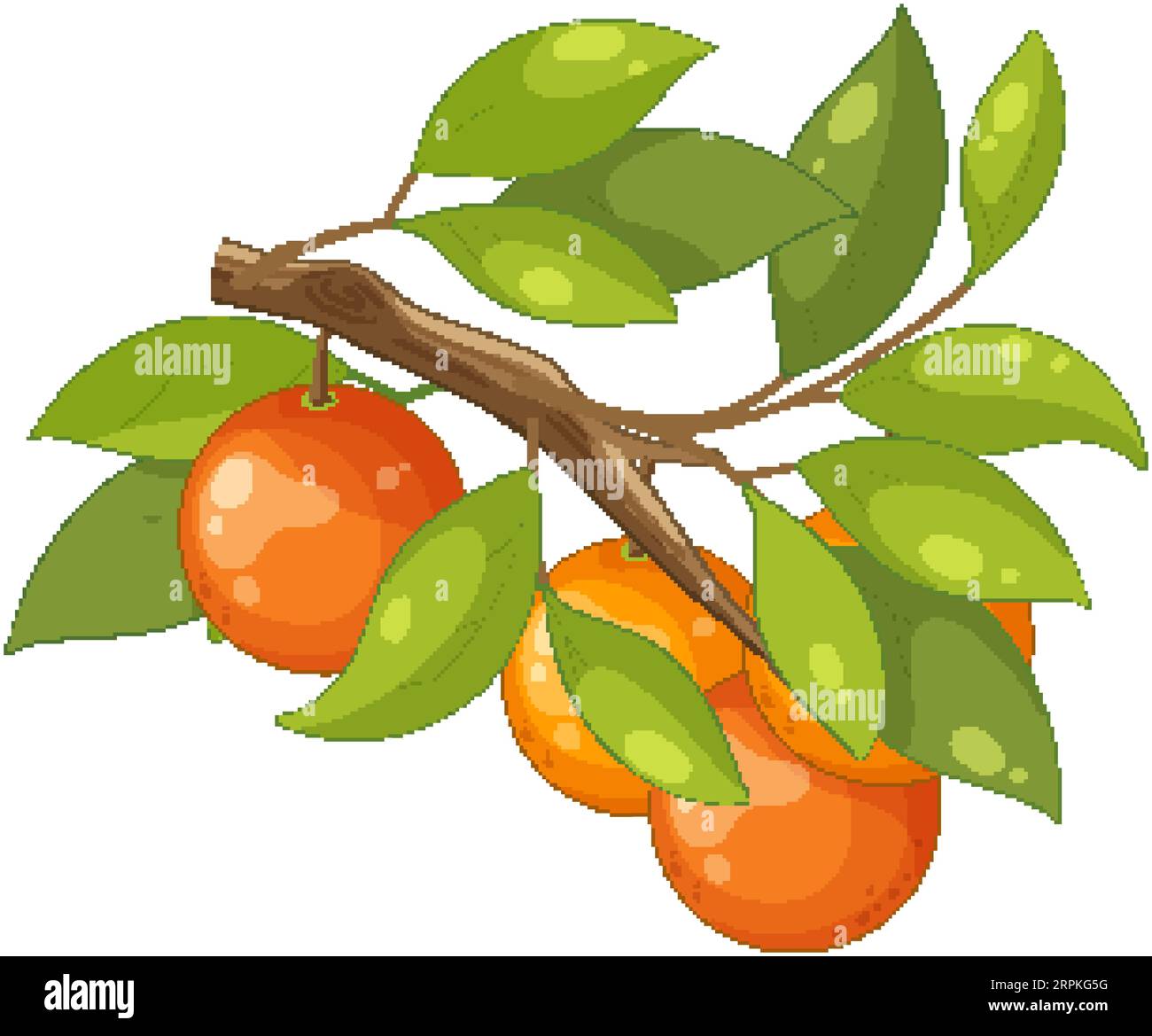A simple cartoon illustration of an orange tree with its fruits and ...