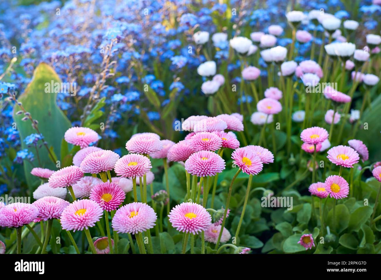 Daisies forget me not flowers hi-res stock photography and images - Alamy
