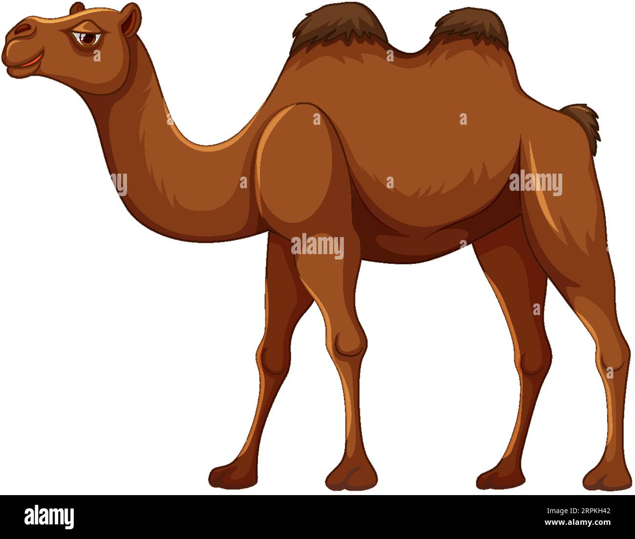 A vector cartoon illustration of a camel walking in isolation on a ...