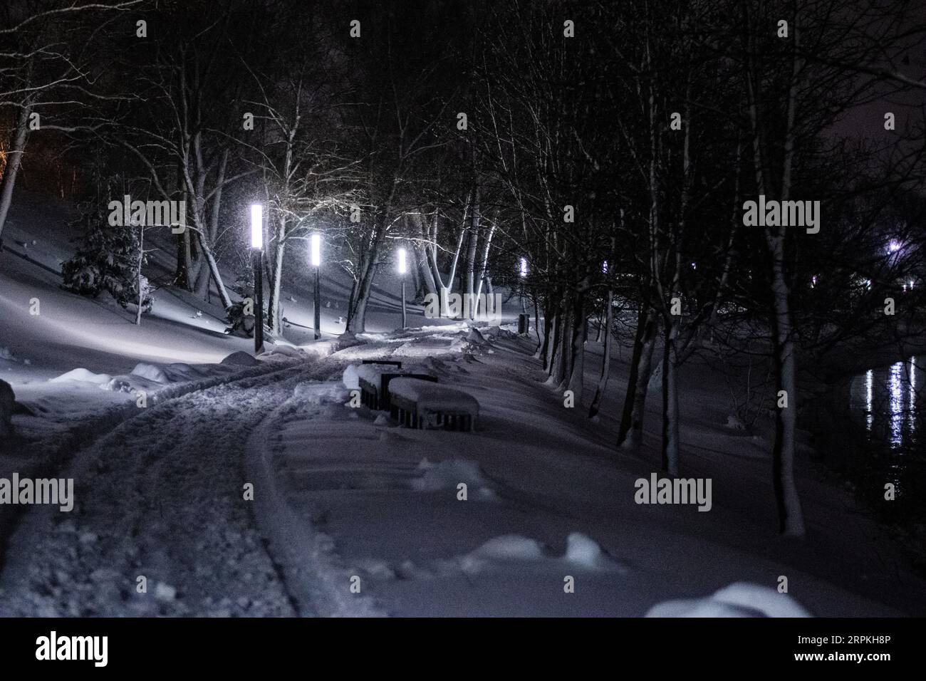 Frozen Path Through the Snowy Woods at Night Stock Photo - Alamy