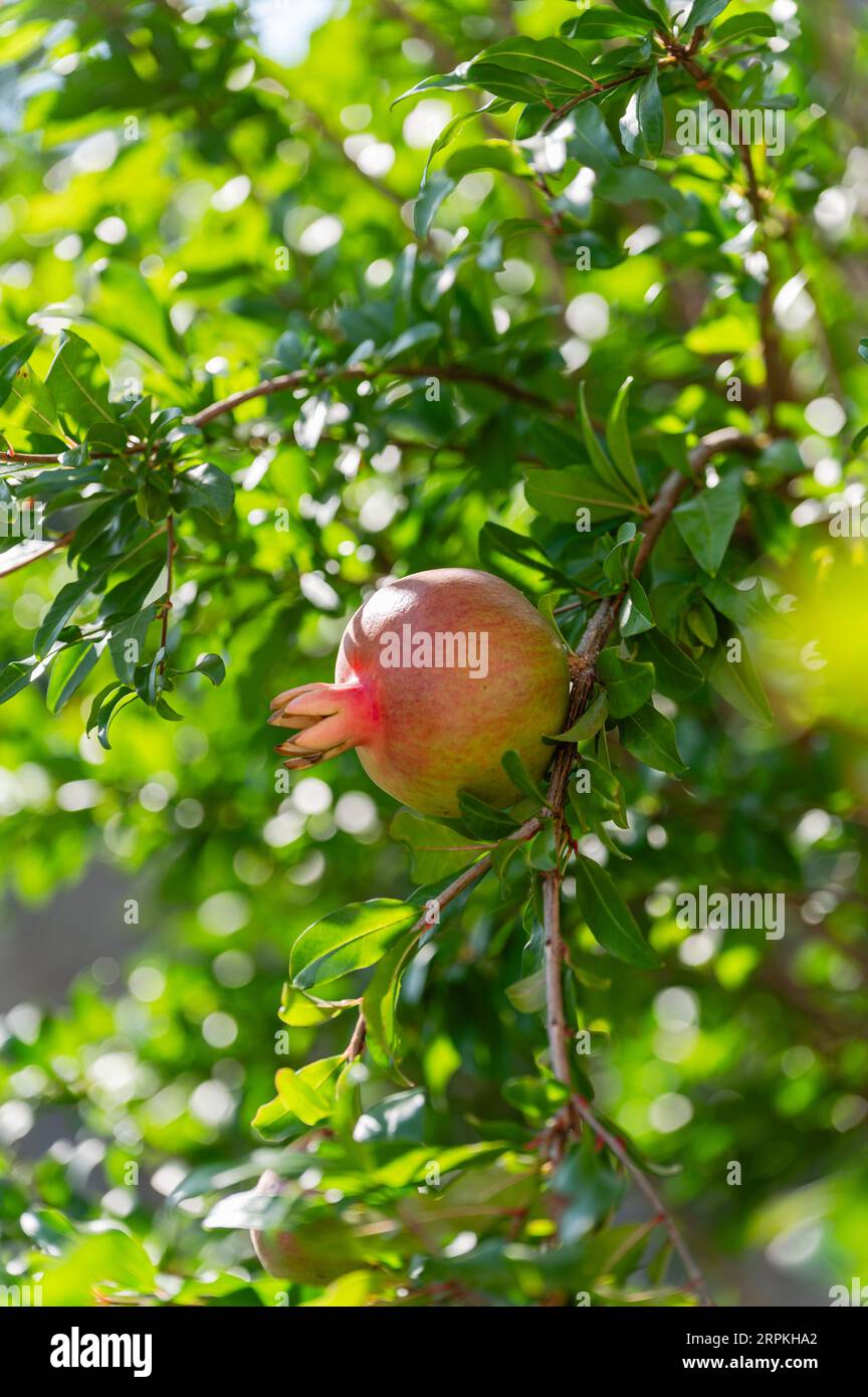 A beautiful photo of a pomegranate hanging on a tree branch Stock Photo ...