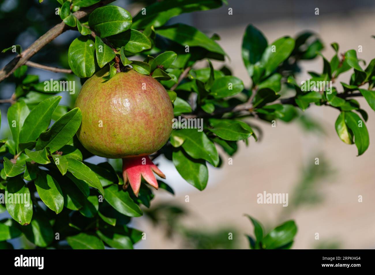 A beautiful photo of a pomegranate hanging on a tree branch Stock Photo ...