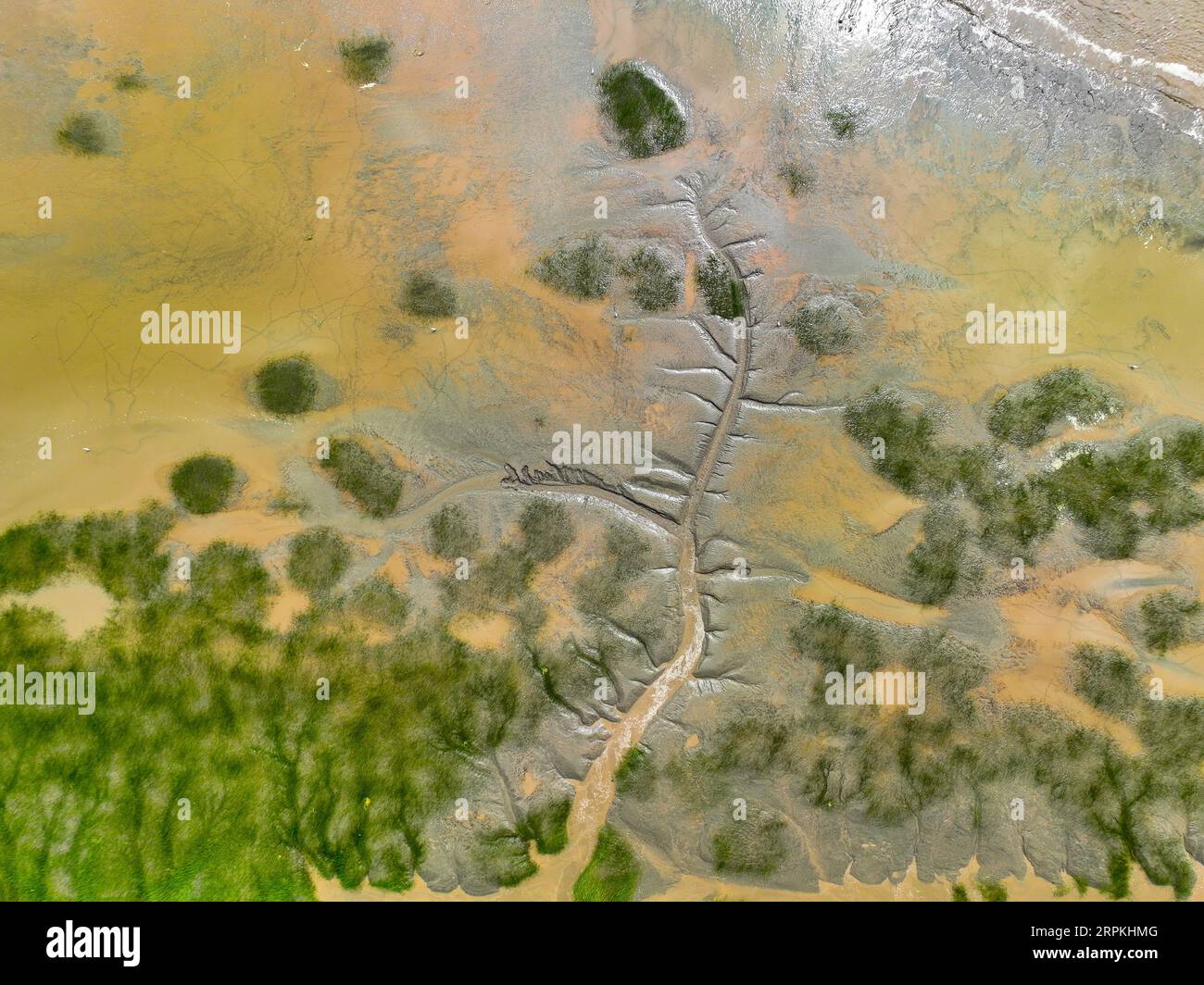 Aerial photo shows the tidal-flat presenting a landscape of a tree in ...