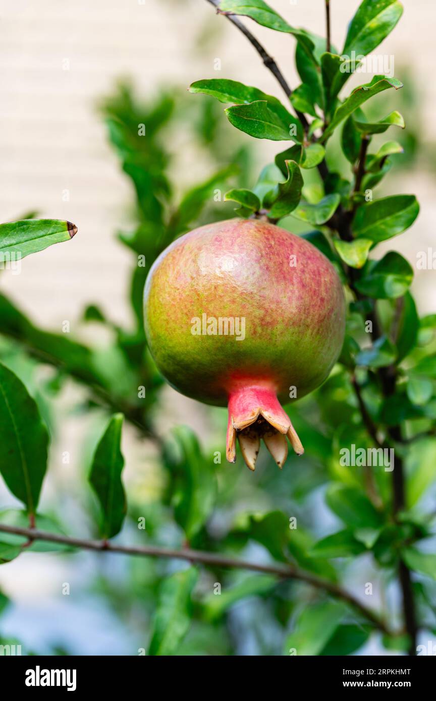 A beautiful photo of a pomegranate hanging on a tree branch Stock Photo ...