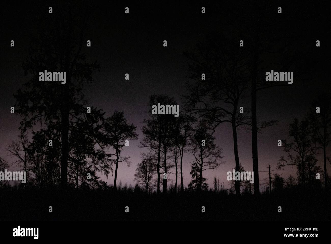 Moonlit forest hi-res stock photography and images - Alamy