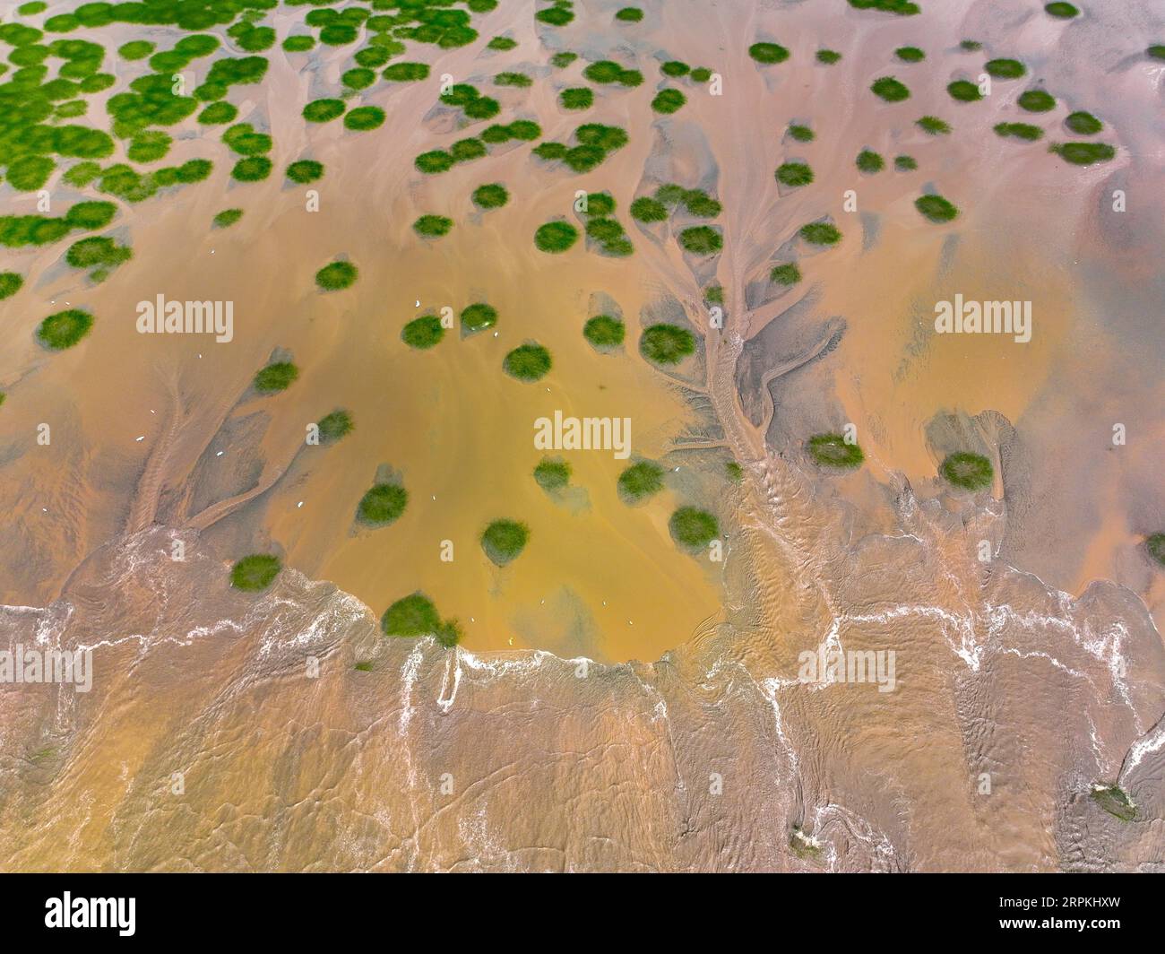 Aerial photo shows the tidal-flat presenting a landscape of a tree in ...