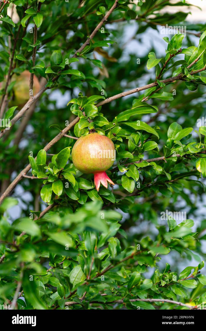 A beautiful photo of a pomegranate hanging on a tree branch Stock Photo ...