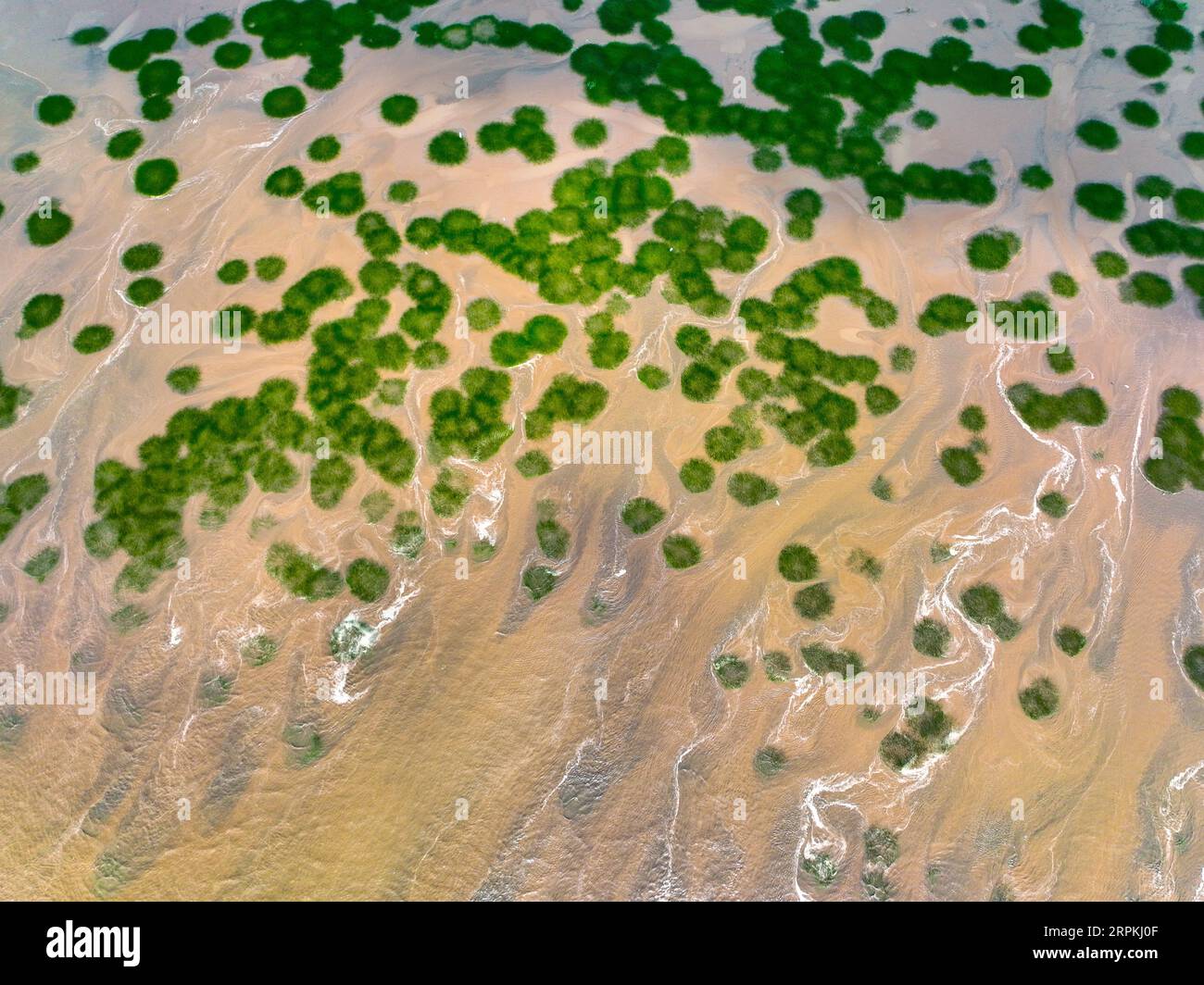 Aerial photo shows the tidal-flat presenting a landscape of a tree in ...