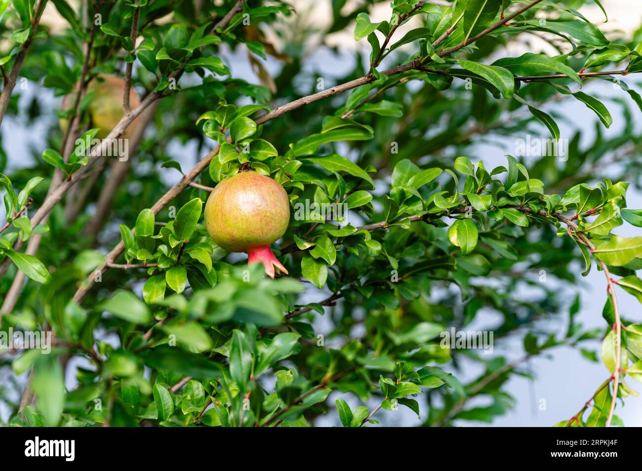 A beautiful photo of a pomegranate hanging on a tree branch Stock Photo ...