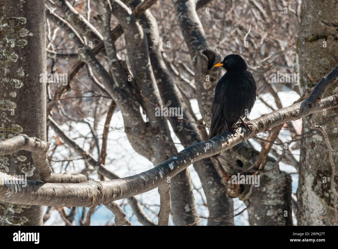 Black alpine chough (Pyrrhocorax graculus) is a bird in the crow family ...