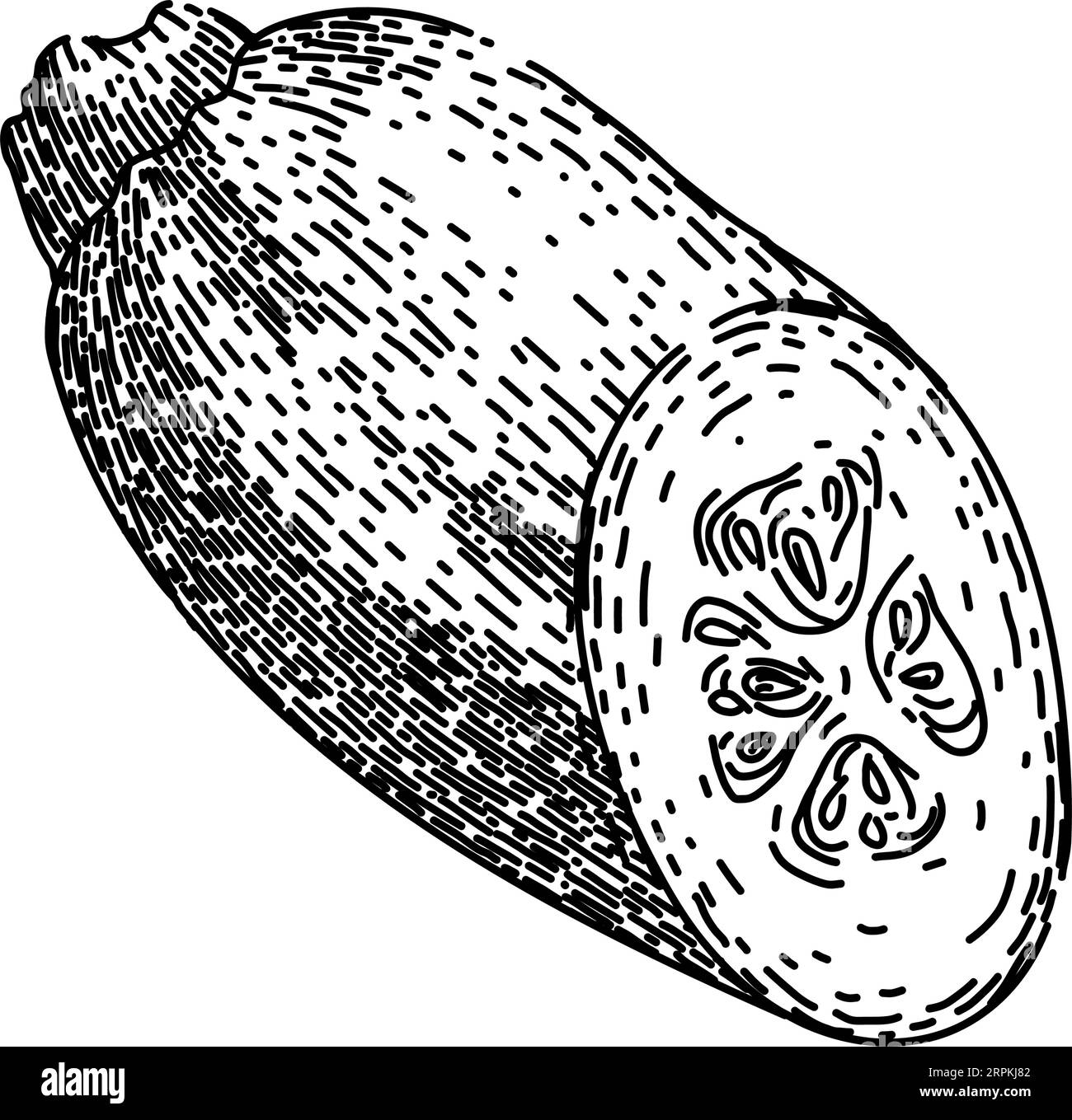 organic marrow vegetable sketch hand drawn vector Stock Vector Image ...