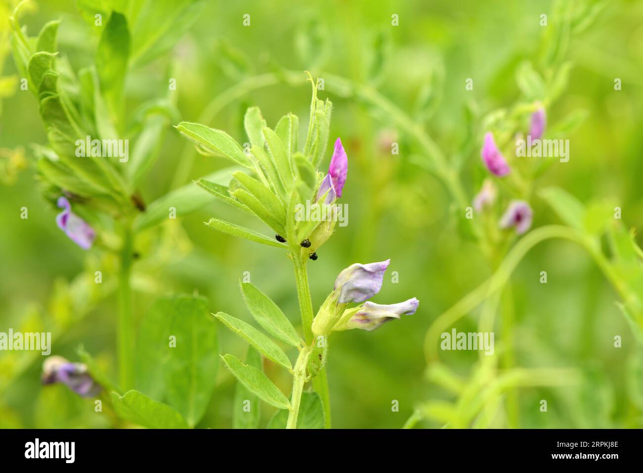 Close up common vetch hi-res stock photography and images - Alamy