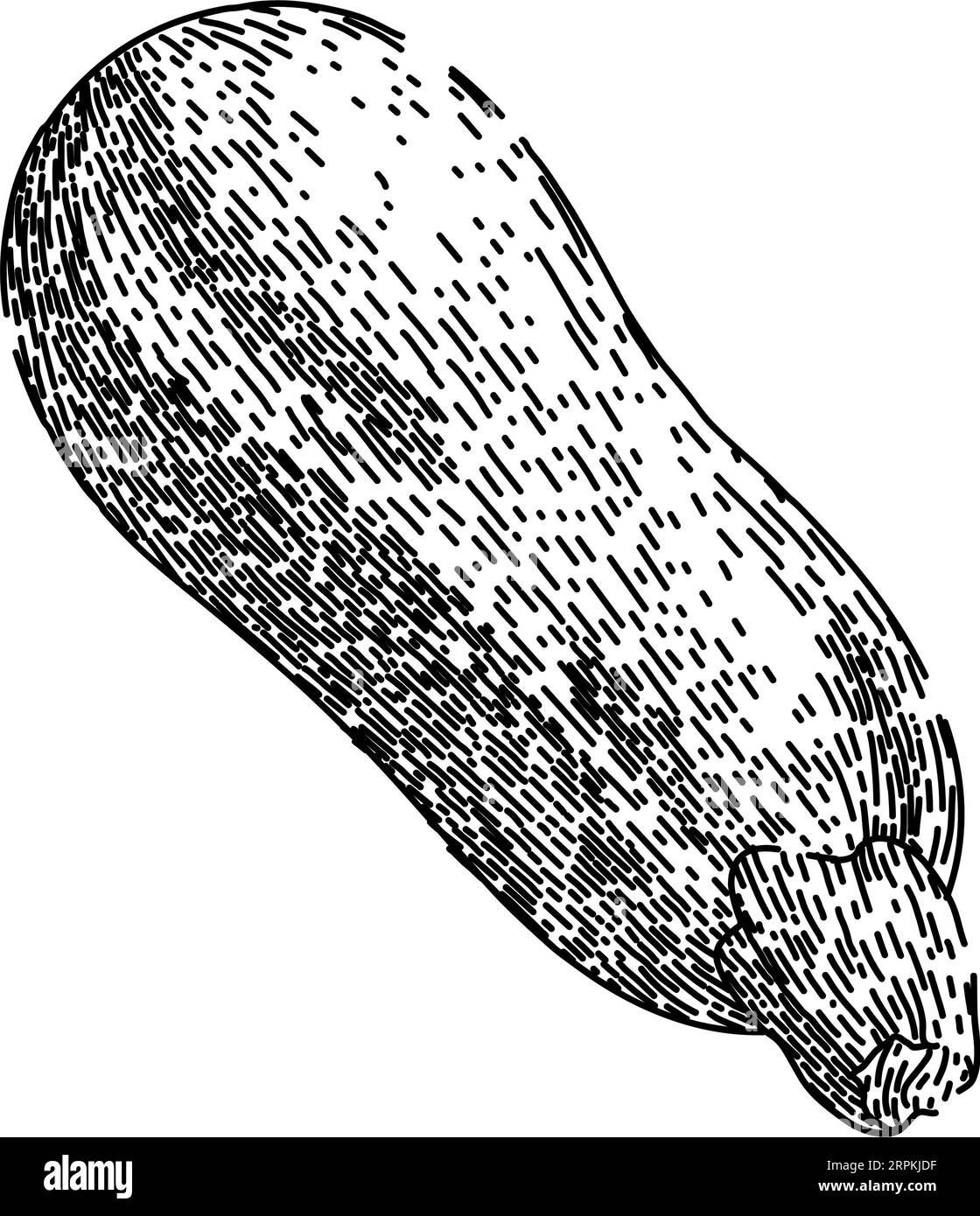 Food Marrow Vegetable Sketch Hand Drawn Vector Stock Vector Image And Art Alamy