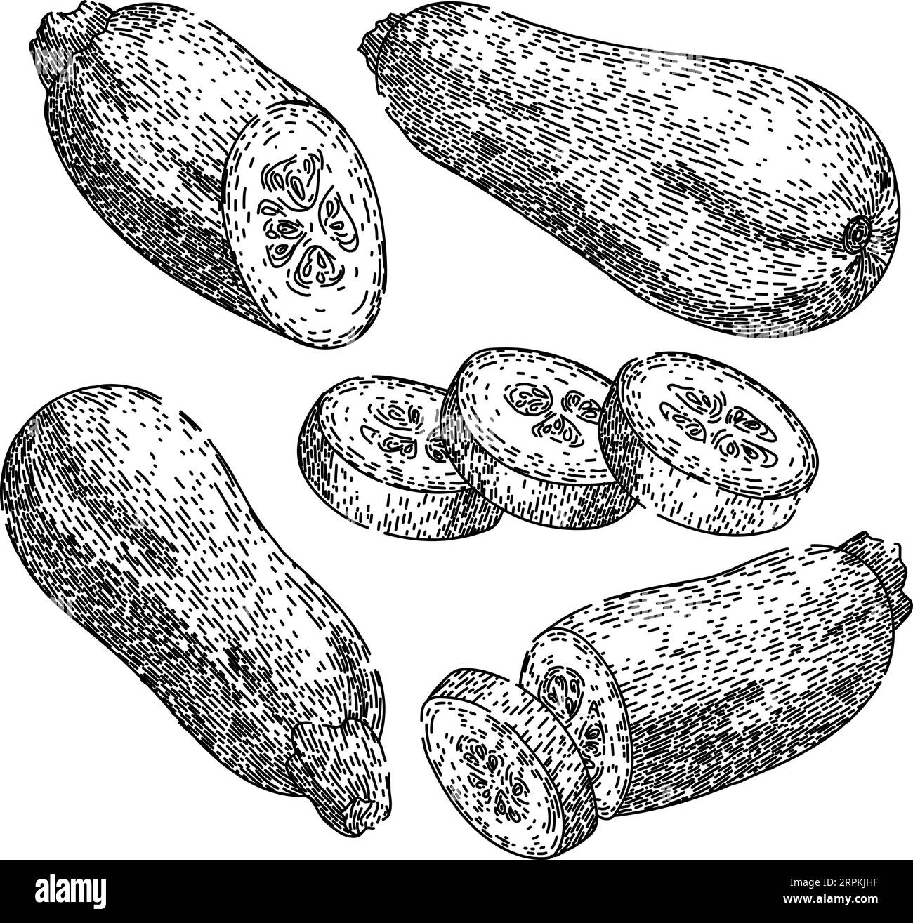 Marrow Vegetable Set Sketch Hand Drawn Vector Stock Vector Image And Art Alamy
