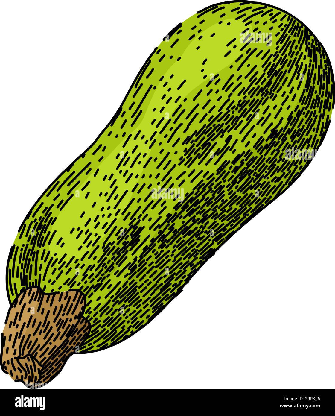 Upo Vegetable Drawing