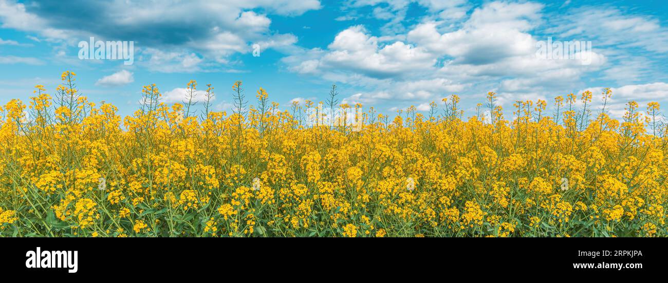 Oilseed rape field in bloom with beautiful spring sky in background ...