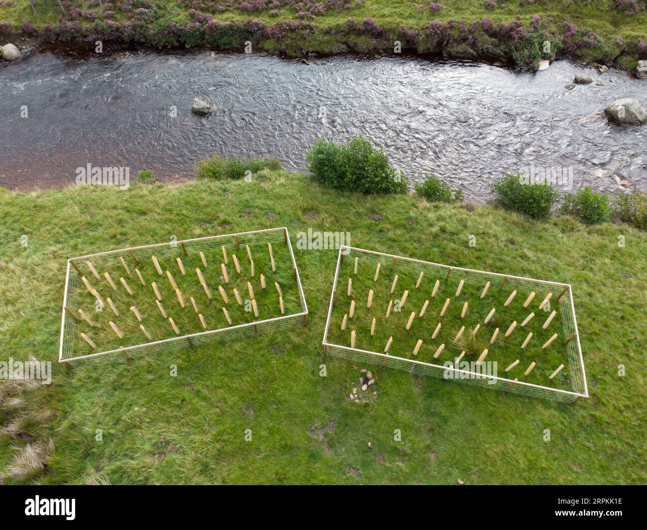 Tree planting to shade river part of river clunie retoration project ...