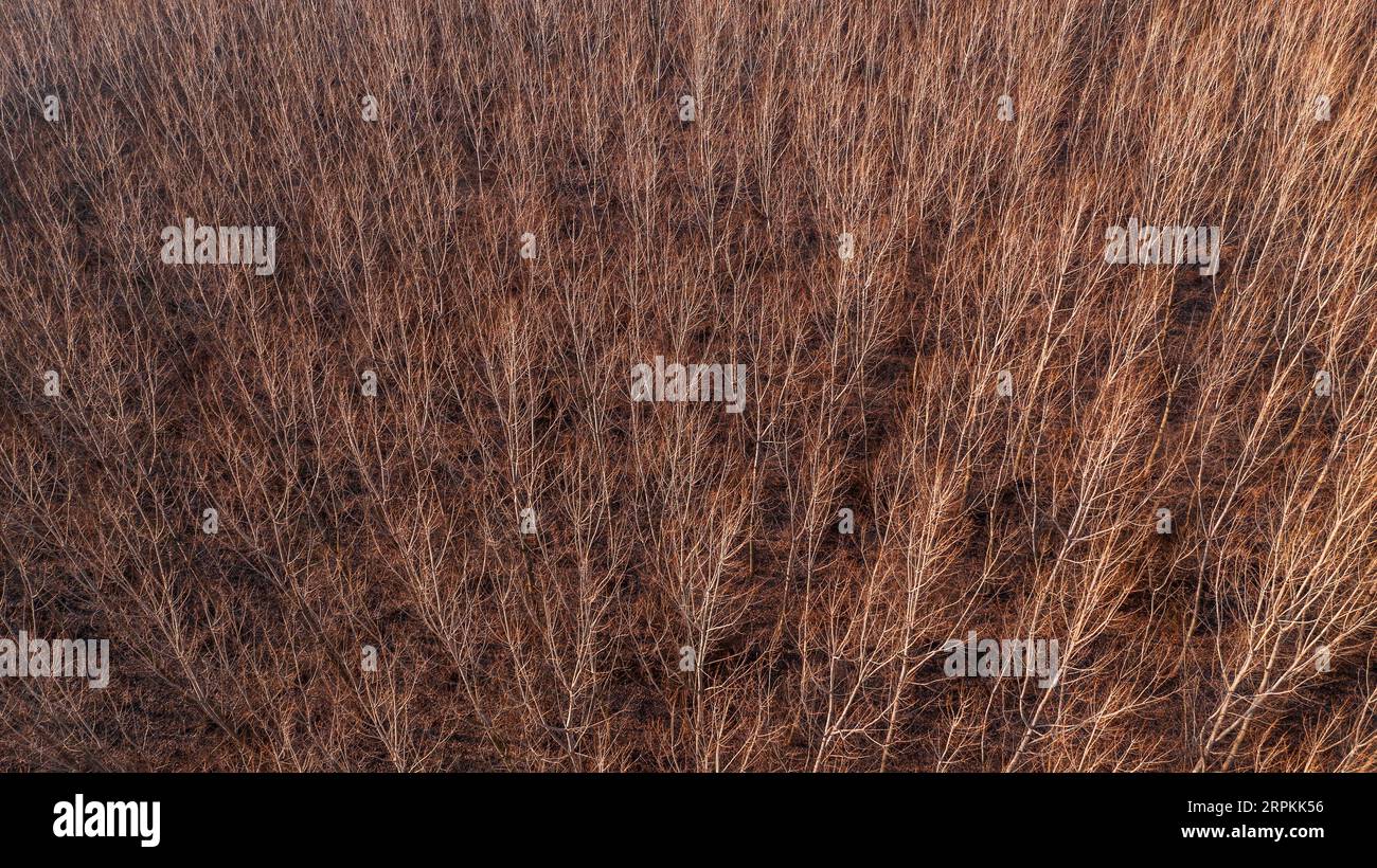 Deciduous forest woodland from above, tall trees with no leaves from ...
