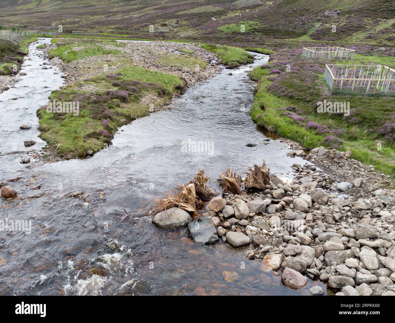 Creating natural barriers on the river clunie using trees and creating ...