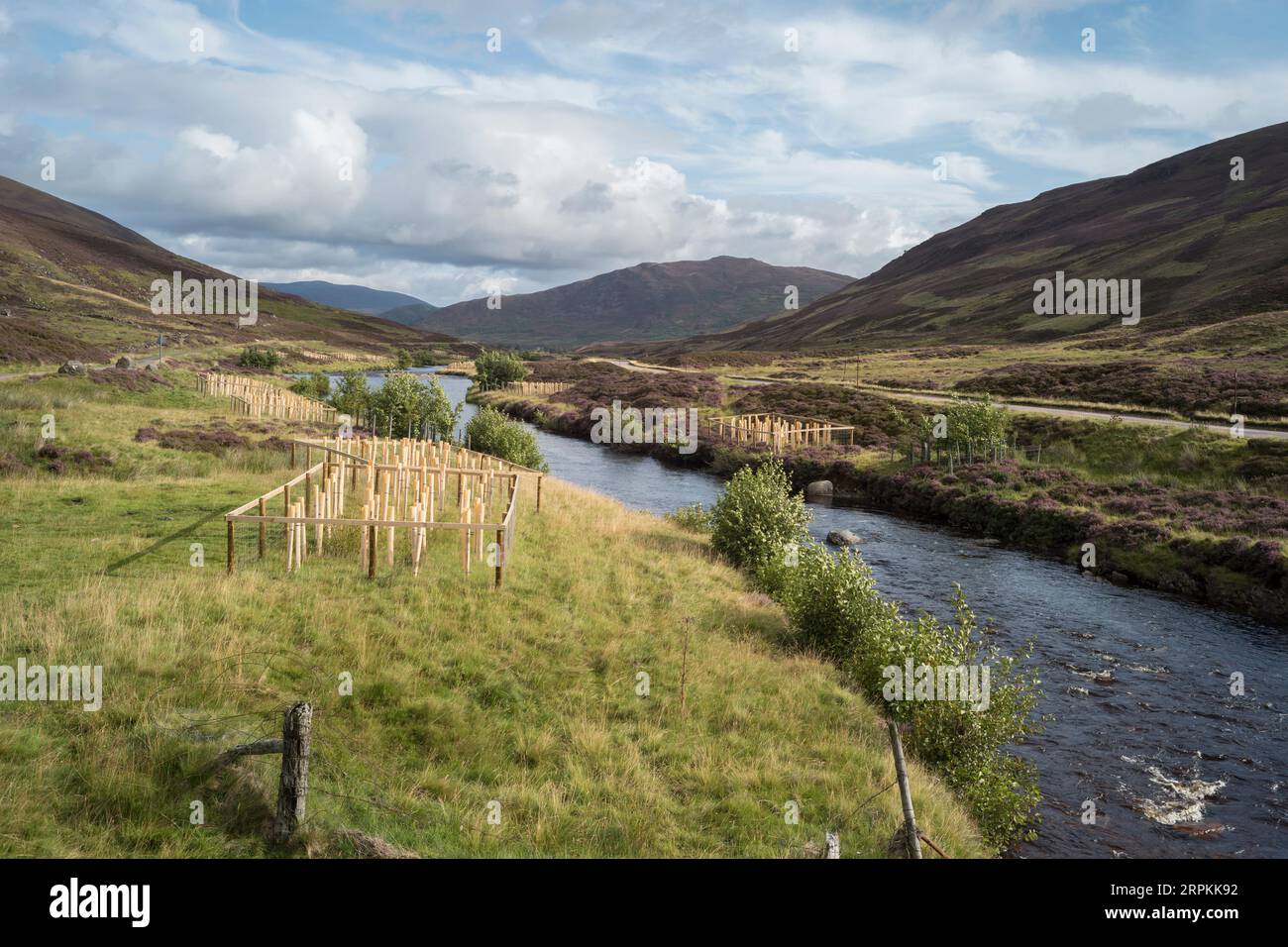 Tree planting to shade river part of river clunie retoration project ...