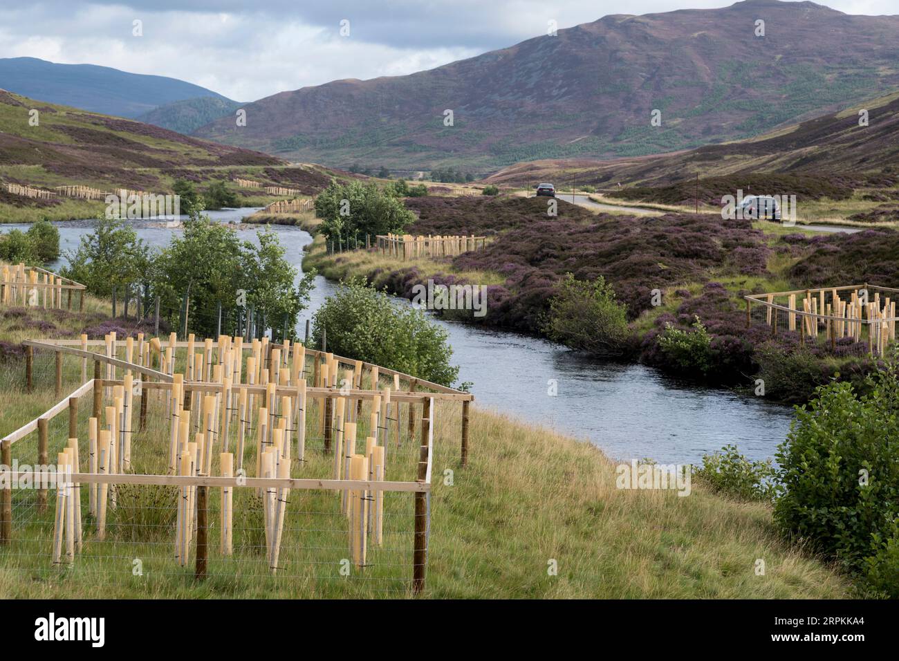 Tree planting to shade river part of river clunie retoration project ...
