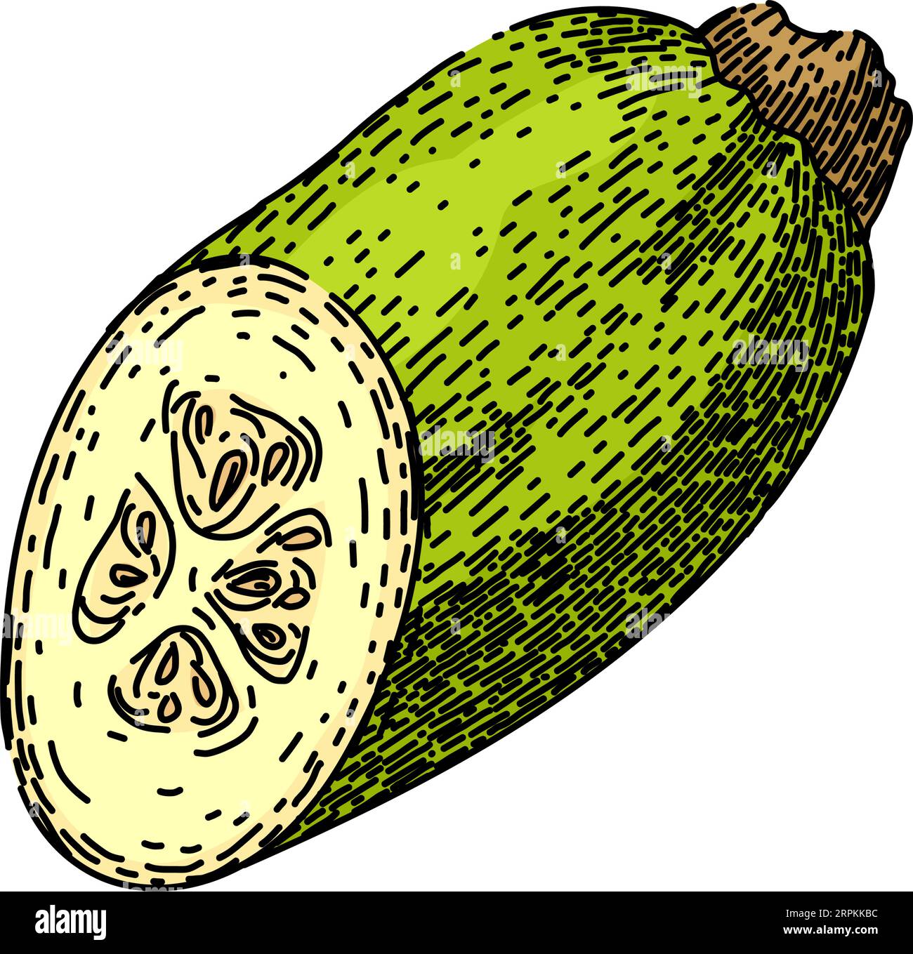 organic marrow vegetable sketch hand drawn vector Stock Vector Image ...