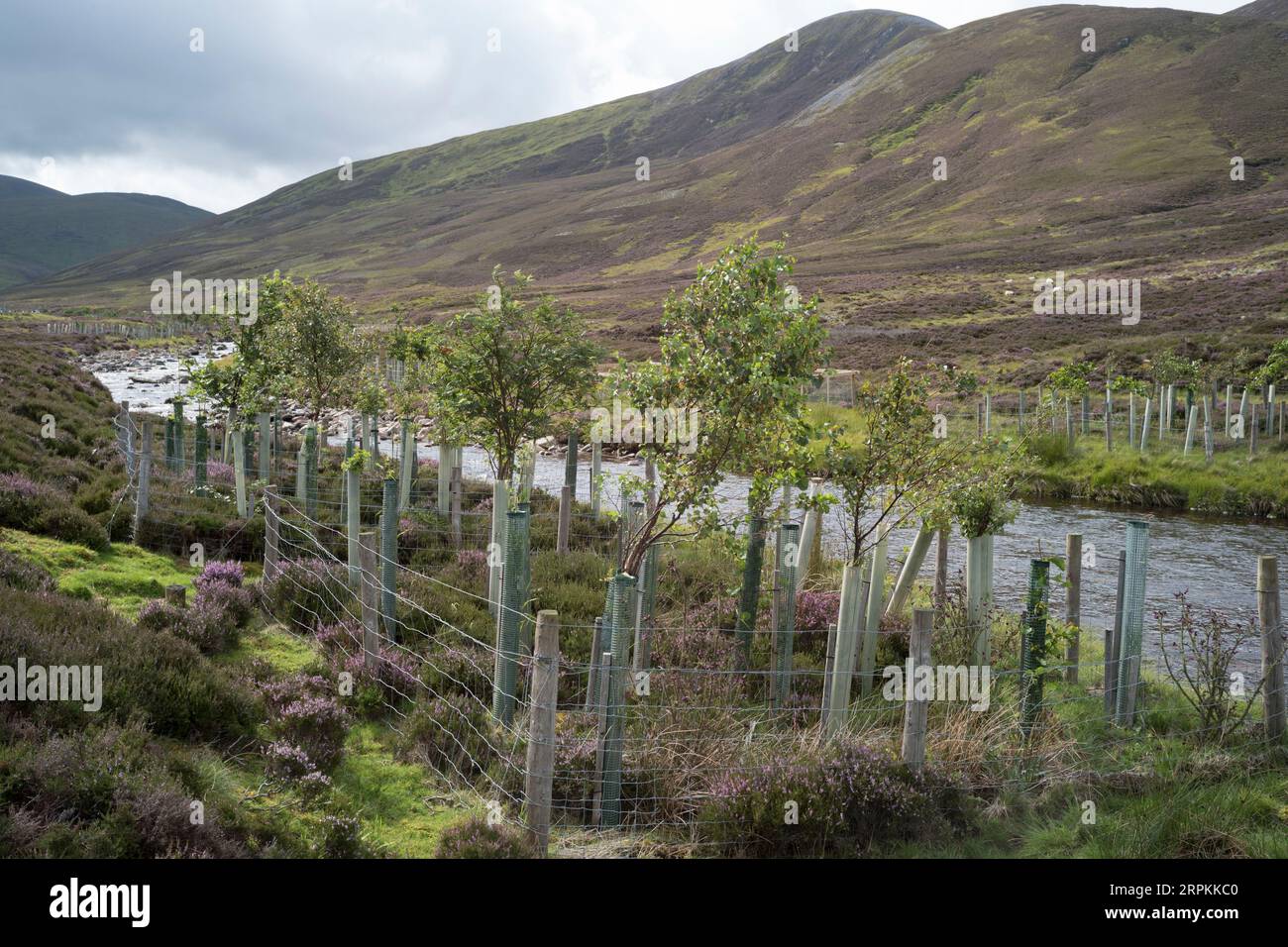 Tree planting to shade river part of river clunie retoration project ...
