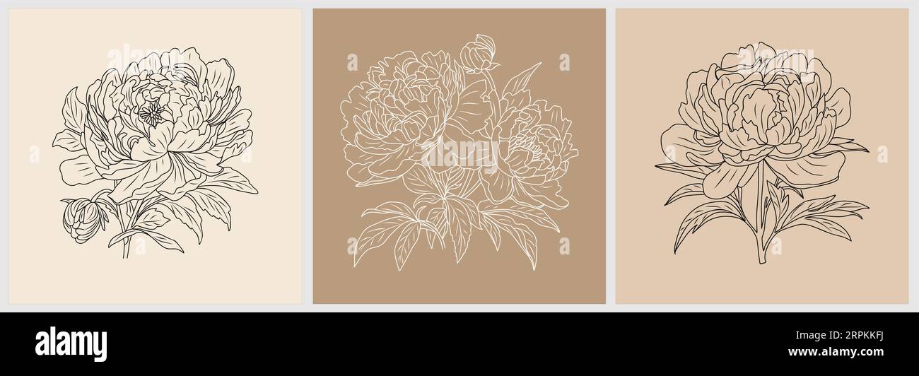 Peonies Line art Drawing vector Print Set Stock Vector Image & Art - Alamy