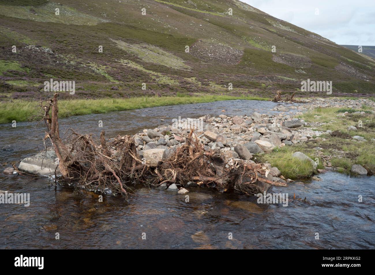 Creating natural barriers on the river clunie using trees and creating ...