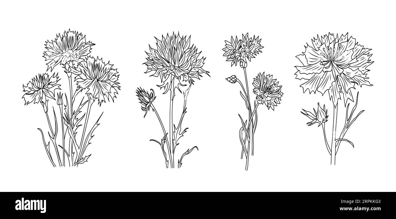 Cornflower drawing hi-res stock photography and images - Alamy