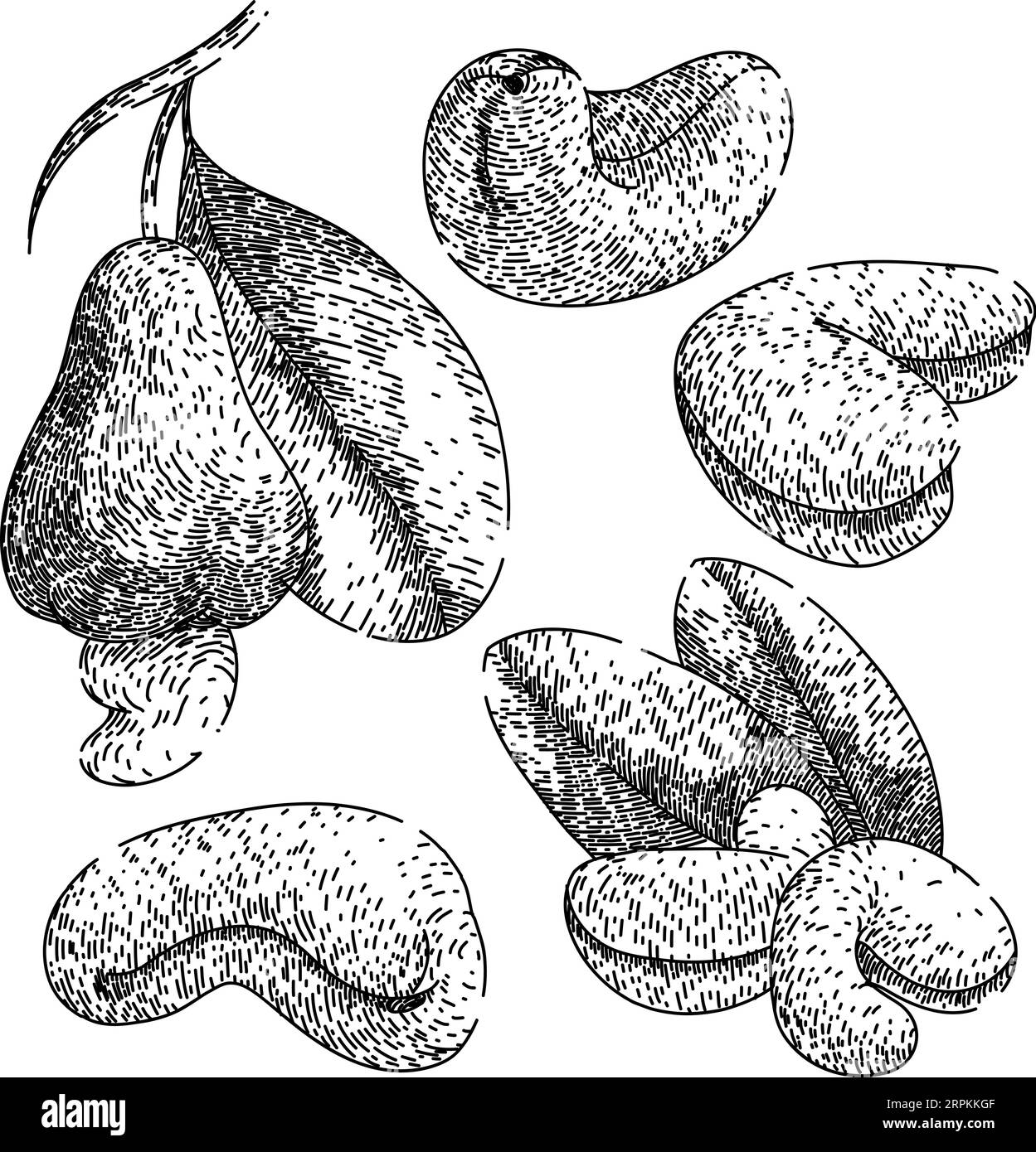cashew nut set sketch hand drawn vector Stock Vector Image & Art - Alamy