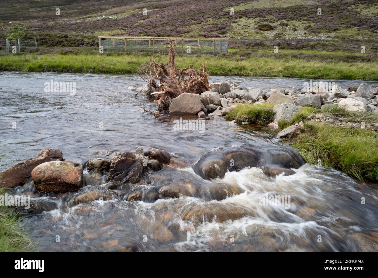 Creating natural barriers on the river clunie using trees and creating ...