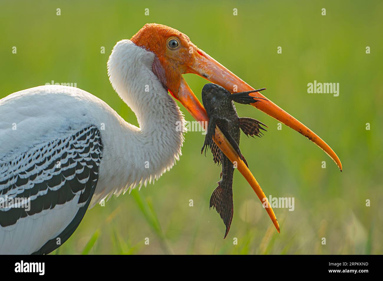Painted stork images hi-res stock photography and images - Alamy
