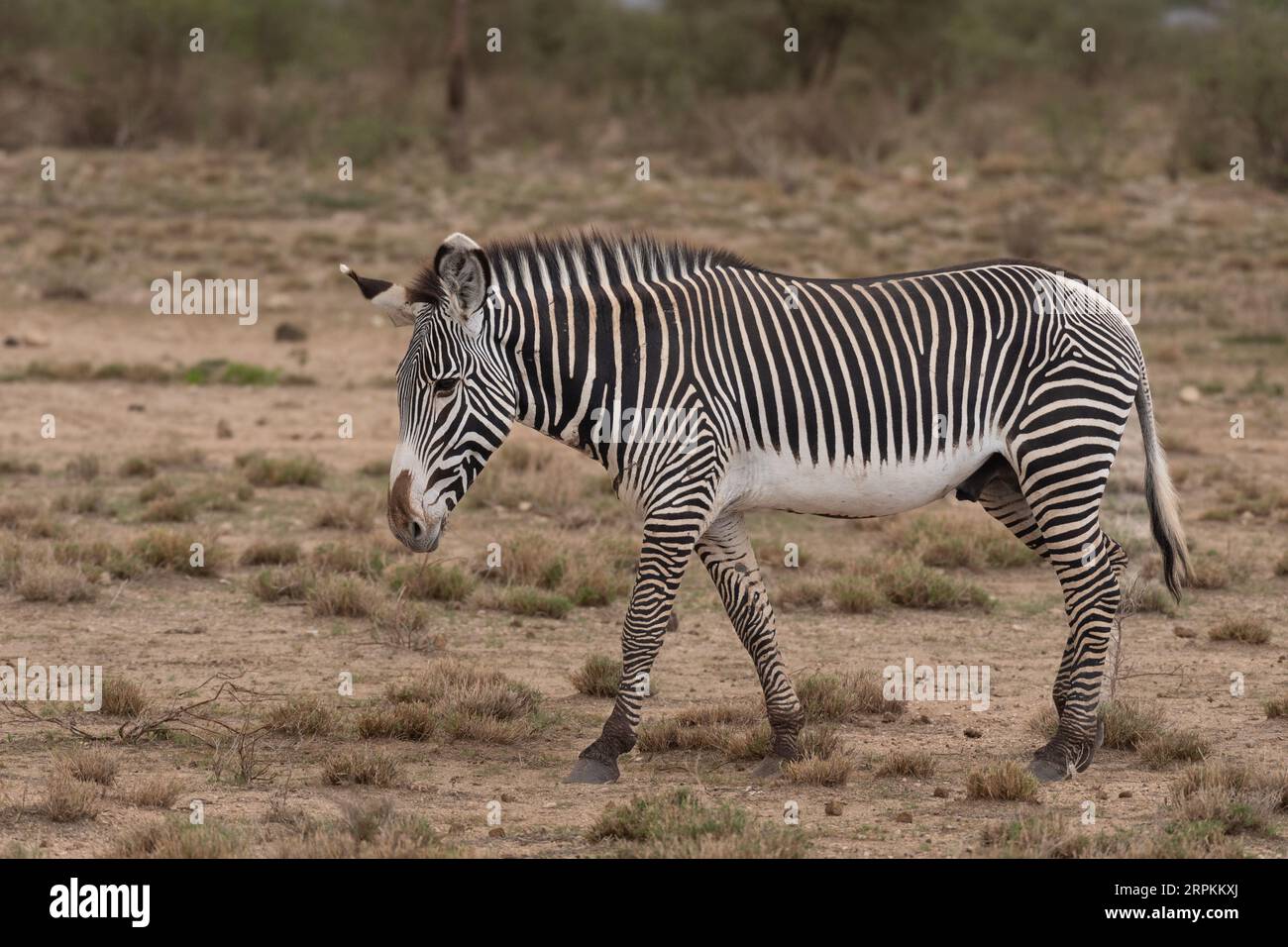 Grevy's zebra, Equus grevyi, Equidae, Samburu Game Reserve, Kenya ...