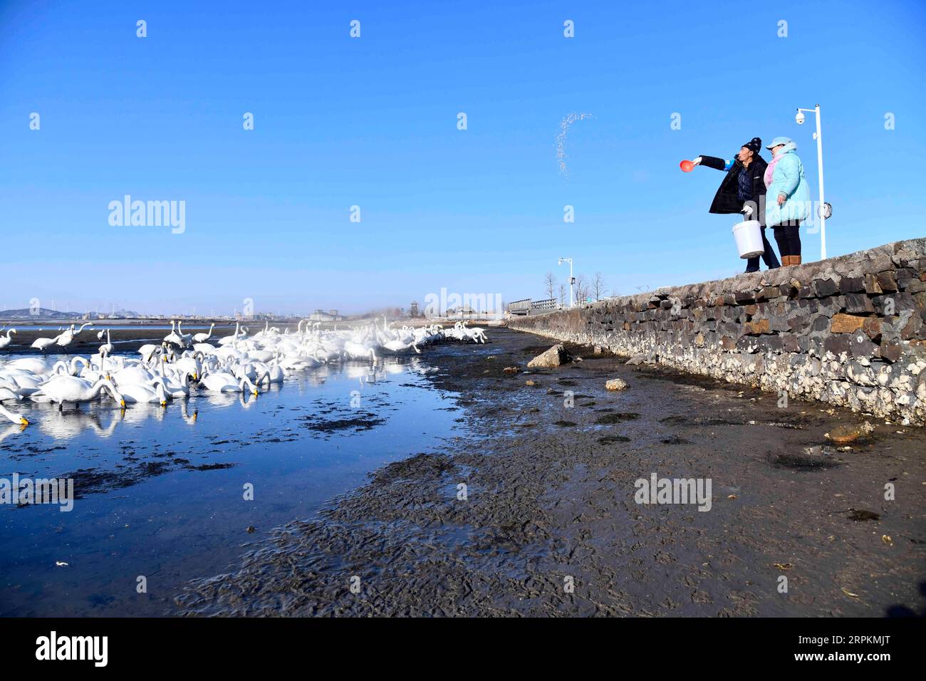 Swan e set hi-res stock photography and images - Alamy