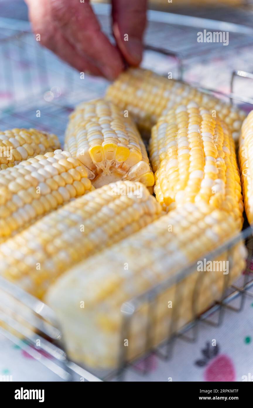 Close-up of fresh young heads of corn on the grill. A man's hand puts ...