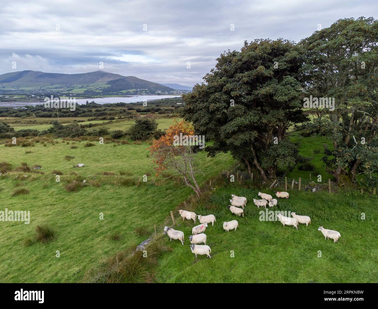 small flock of sheep, Castlequin Loop Walk, Cahersiveen, Ireland ...