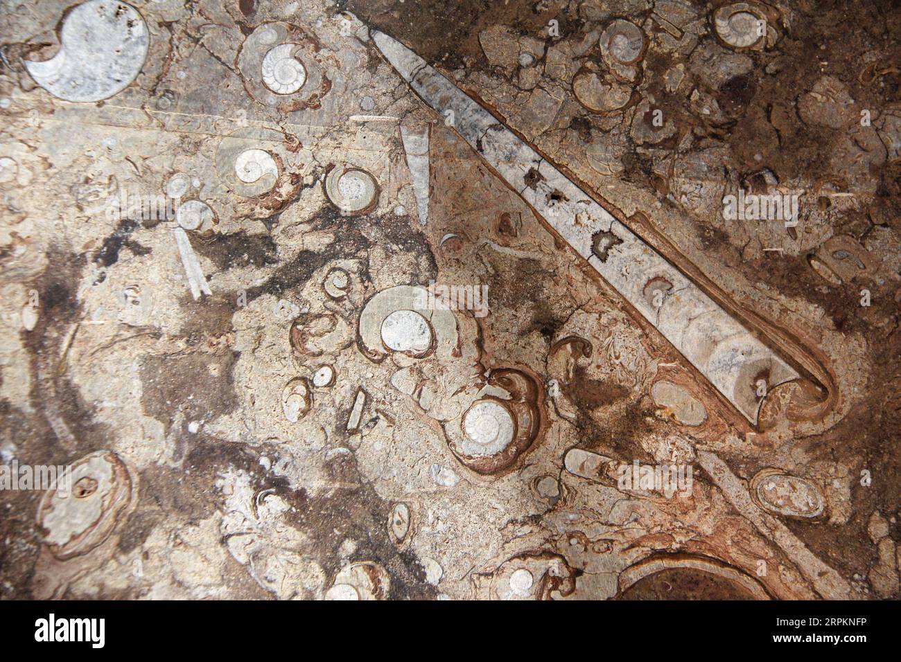 Petrified fossil shell of goniatites, ammonites and orthoceras in stone ...