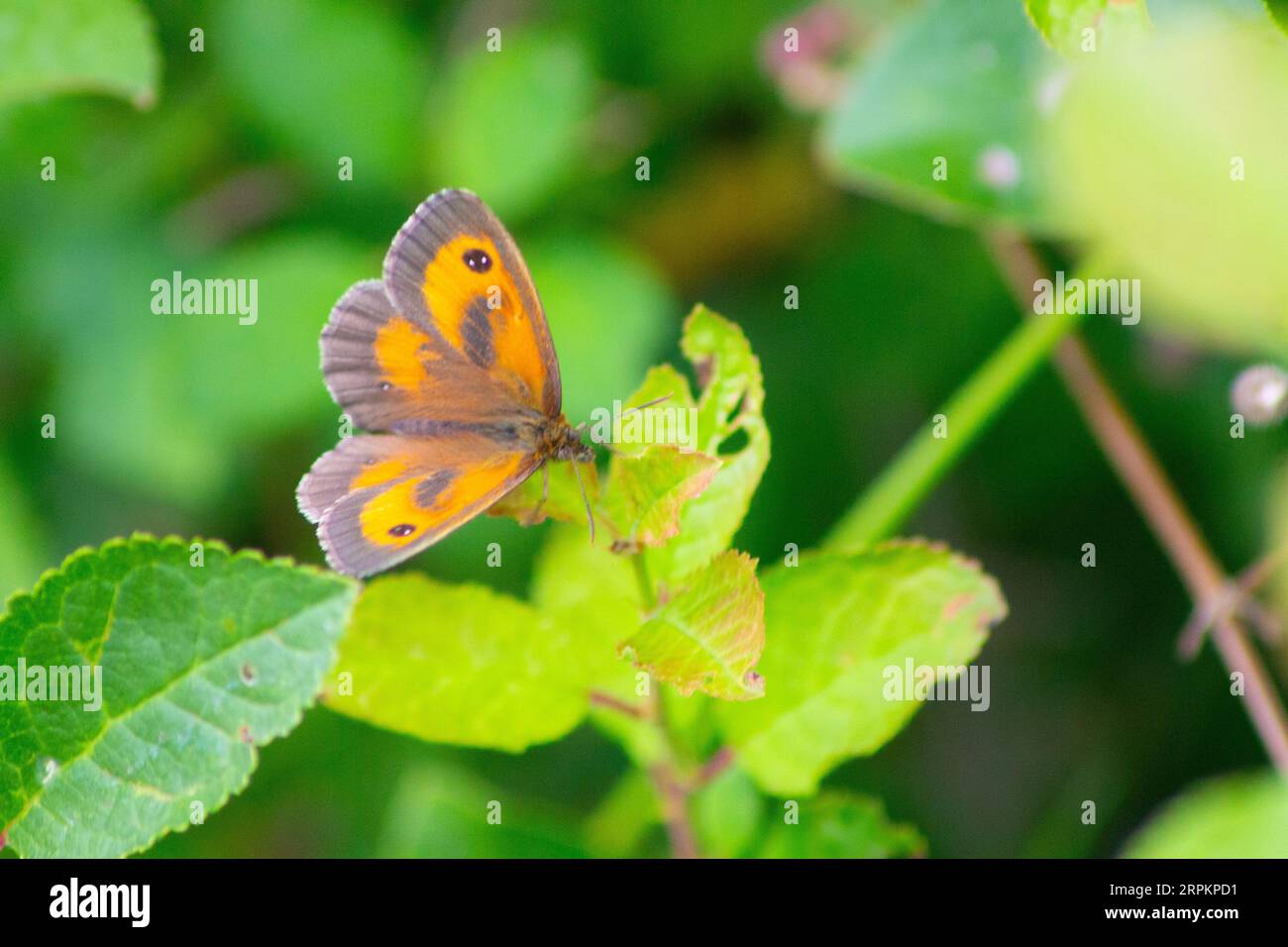 An brown hedge brown (Pyronia tithonus) butterfly rests atop a lush ...