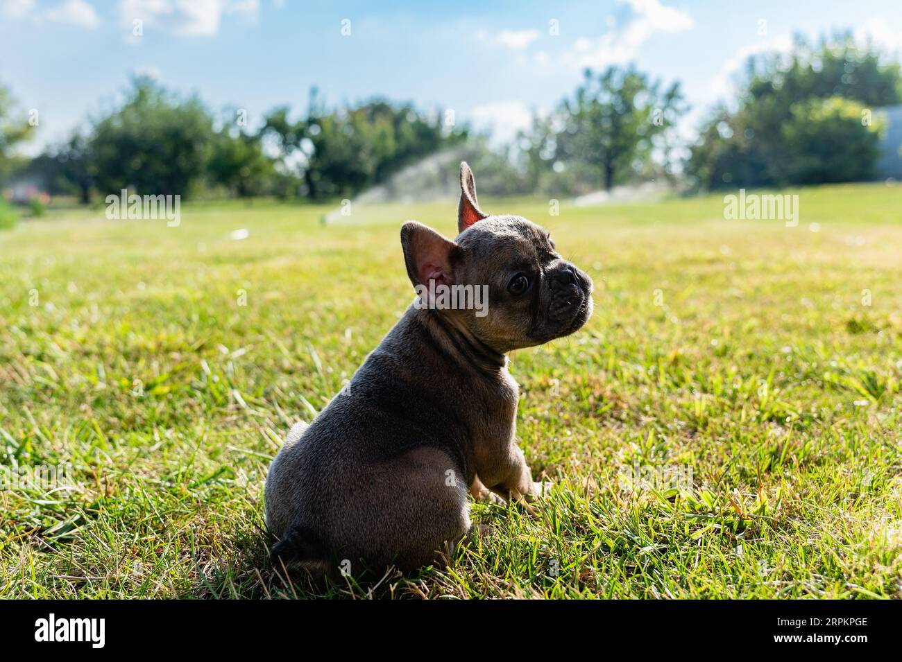 French bulldog back hi-res stock photography and images - Alamy