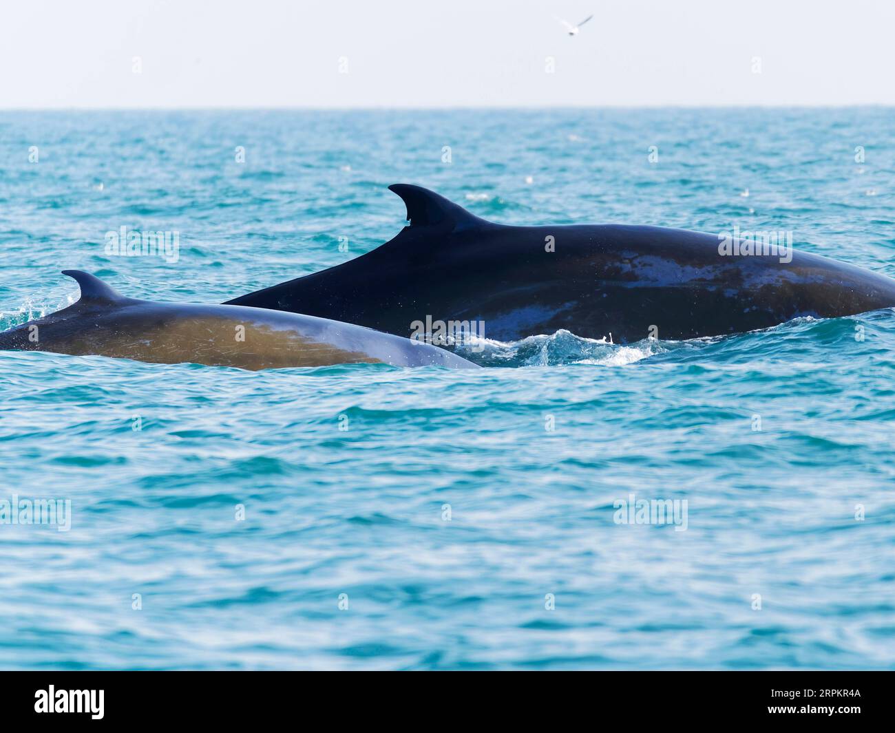 Gulf of mo hi-res stock photography and images - Alamy