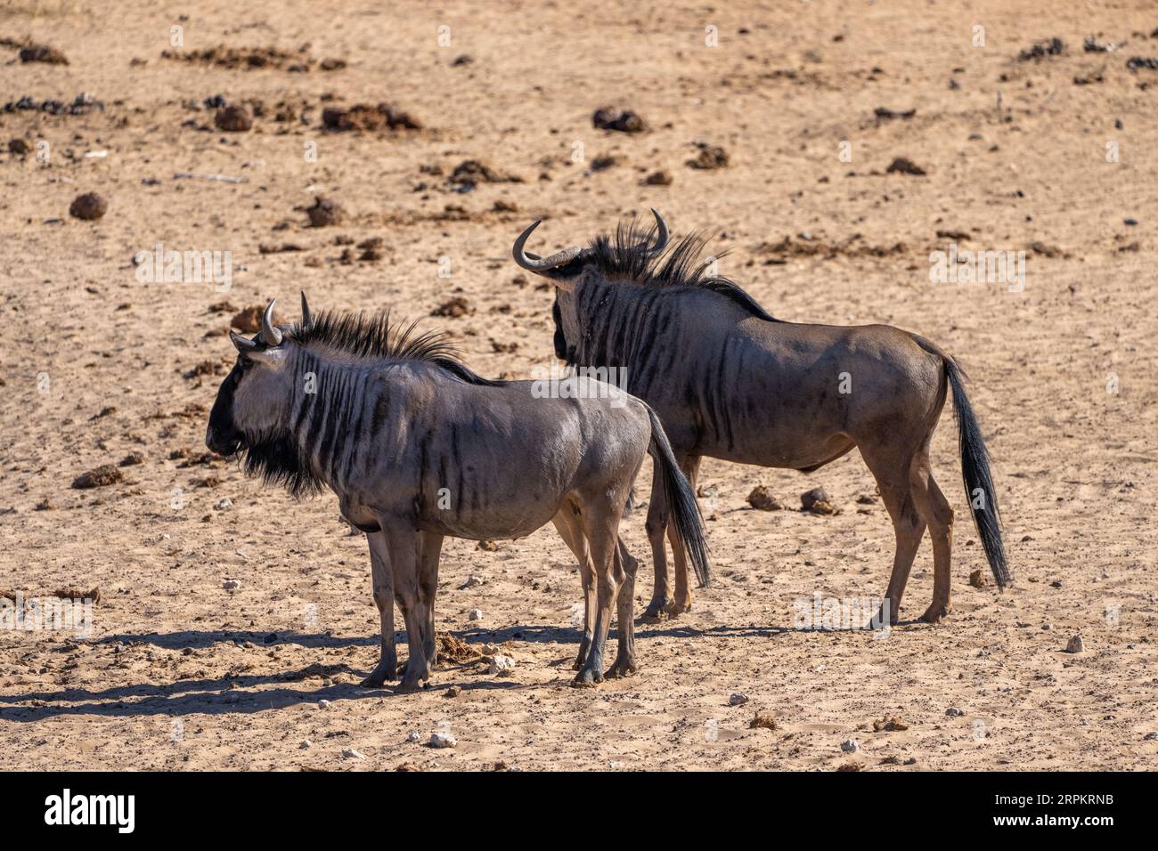 blue wildebeest, also called the common wildebeest, white-bearded gnu ...