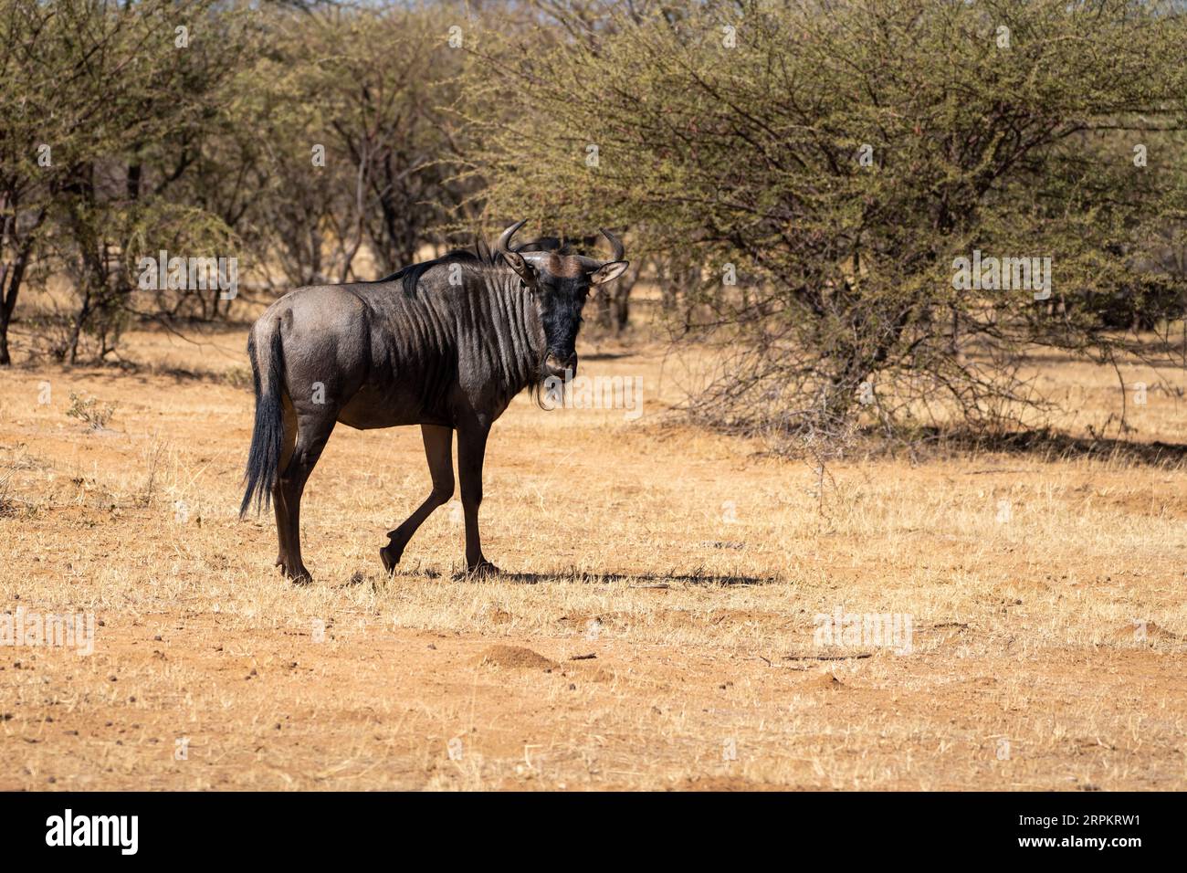 blue wildebeest, also called the common wildebeest, white-bearded gnu ...