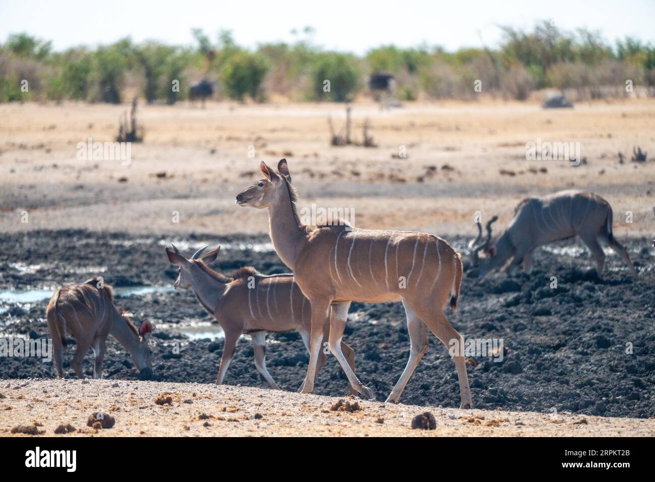 Kudu Habitat Hi res Stock Photography And Images Alamy Kudu Habitat Hi res Stock Photography And Images Alamy