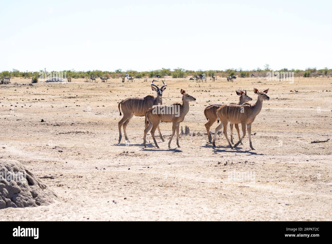 Antelope kudu hi-res stock photography and images - Alamy