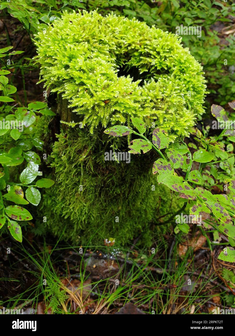 A vertical closeup of a tree stump covered with green moss Stock Photo ...