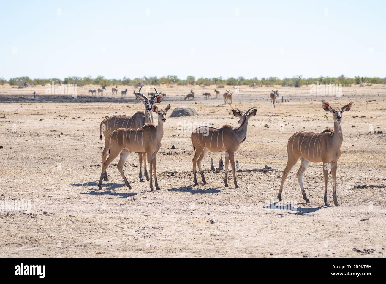 Kudu habitat hi-res stock photography and images - Alamy