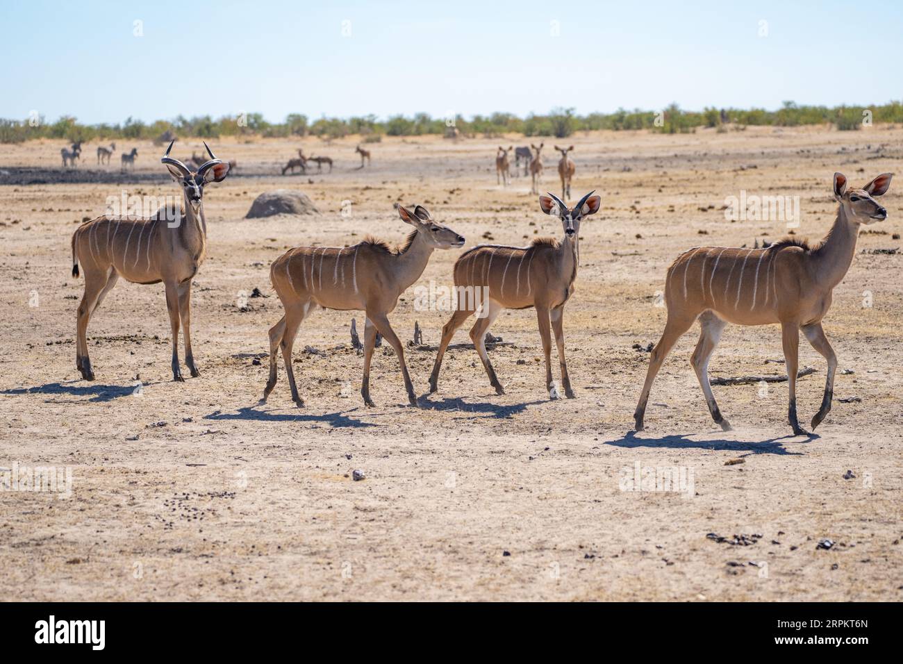 Kudu conservation hi-res stock photography and images - Alamy