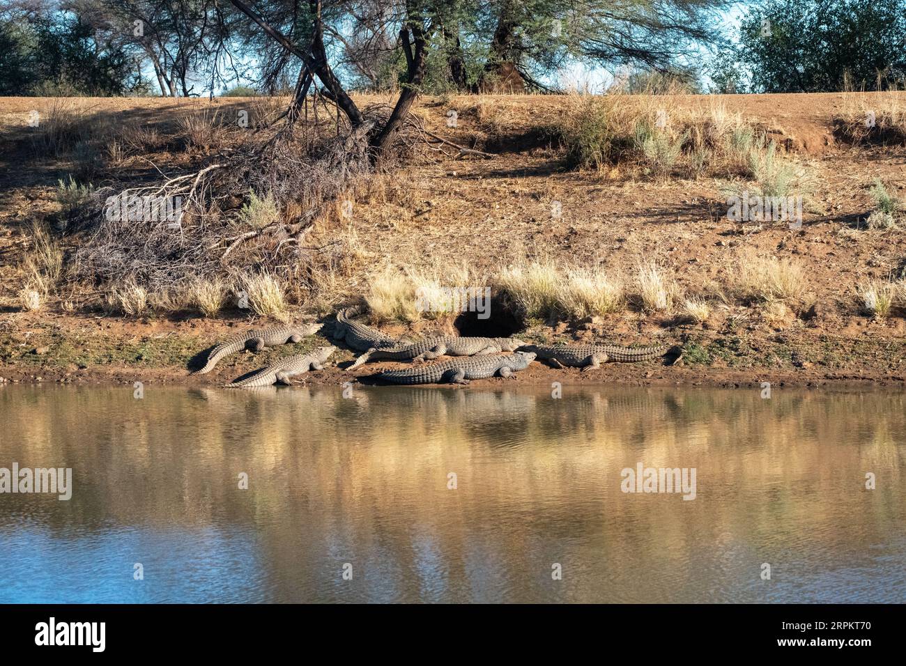Crocodile river bank danger predator hi-res stock photography and ...