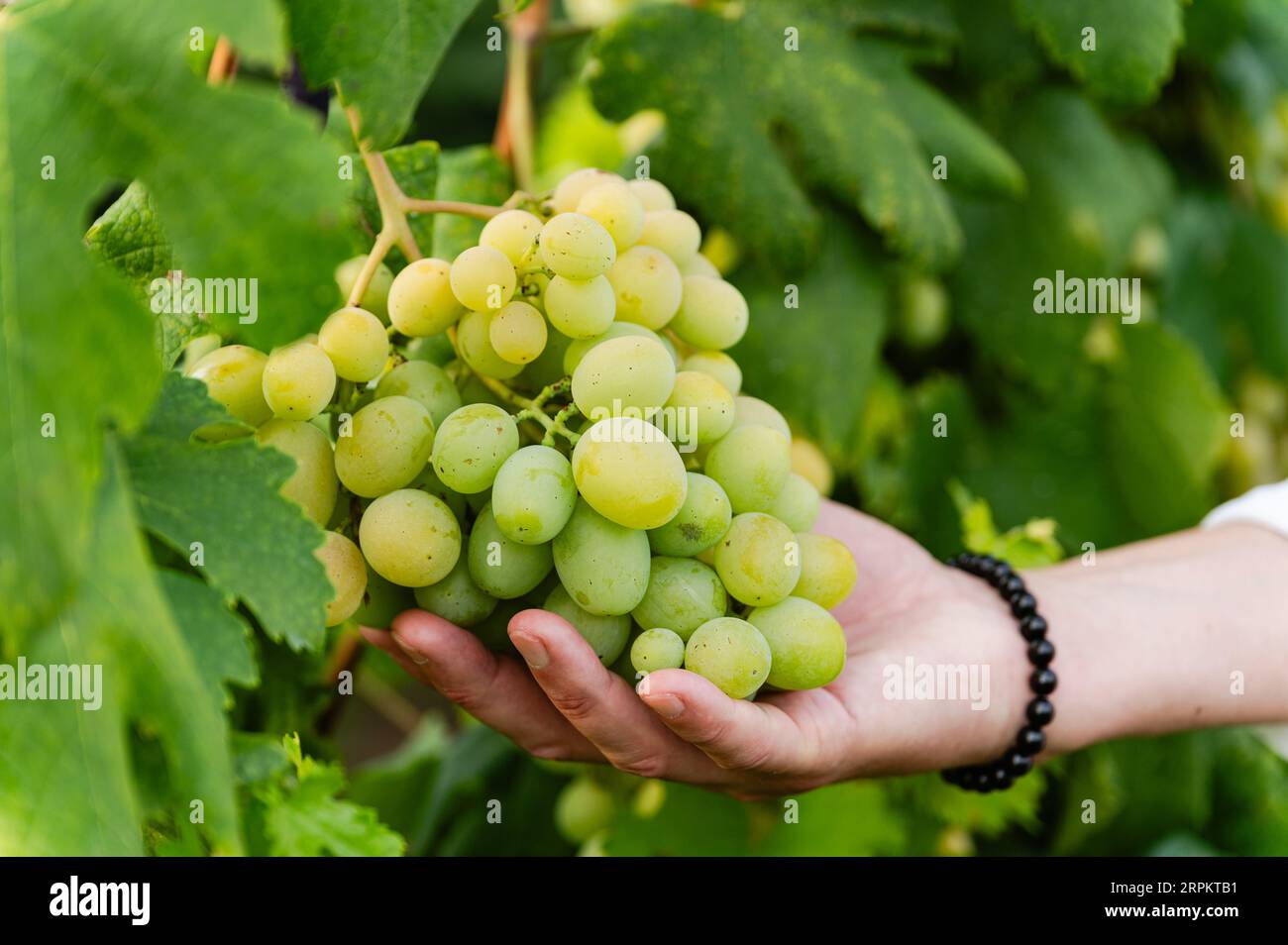 Huge bunch of grapes hi-res stock photography and images - Alamy